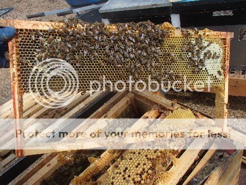 The quality of queens raised from emergency cells? | Beesource Beekeeping Forums